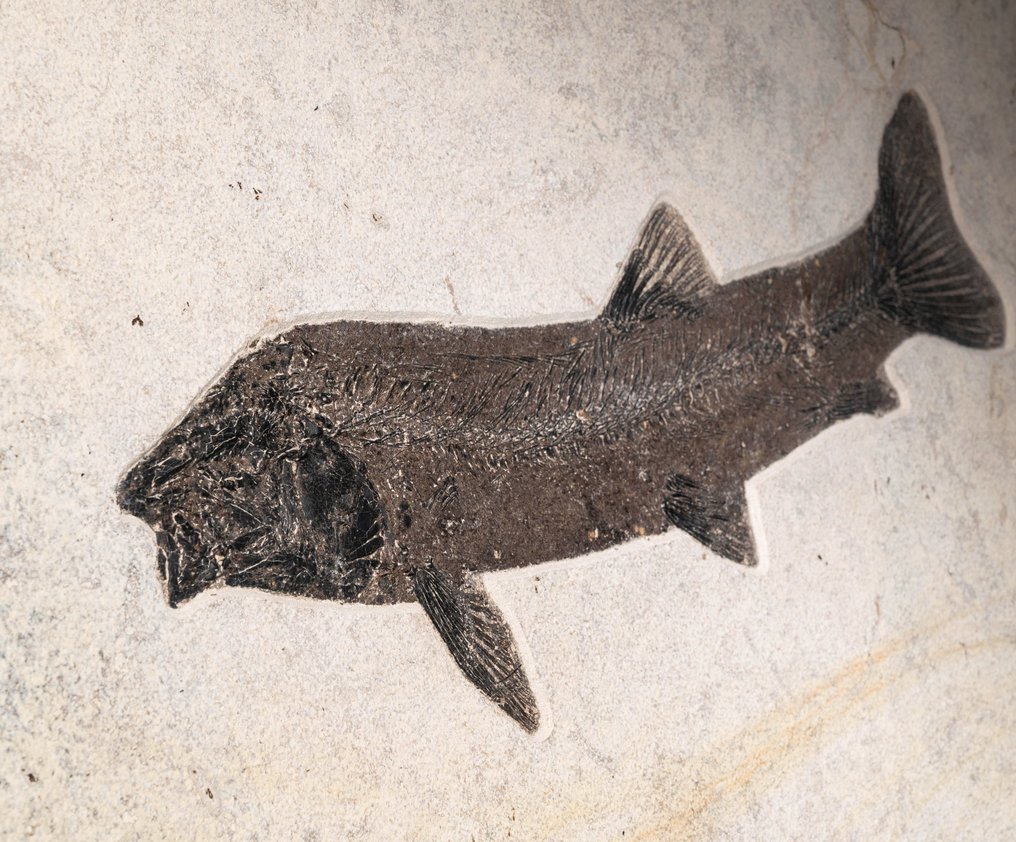 very large Eocene freshwater predatory fish - Fossil matrix ...