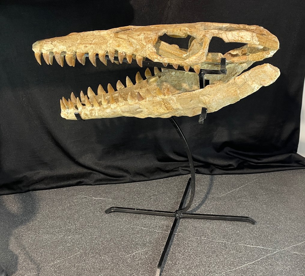 Mosasaurus fossil skalle Skalle på stativ - Mosasaurus - 18 cm - 48 cm ... Mosasaurus fossil skalle Skalle på stativ - Mosasaurus - 18 cm - 48 cm ...