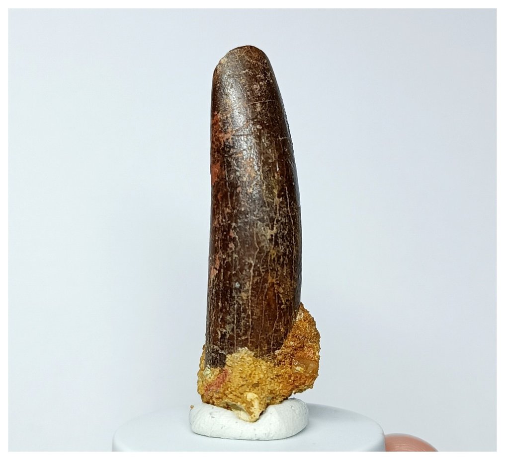 Huge Finest Rebbachisaurus Garasbae Diplodocoid Sauropod Dinosaur Tooth