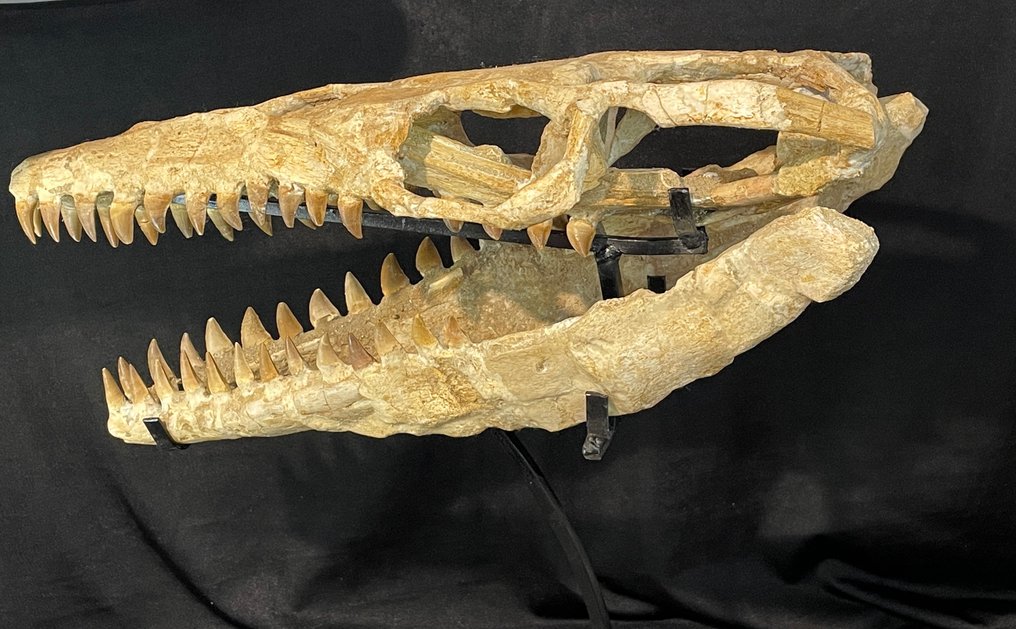 Mosasaurus fossil skalle Skalle på stativ - Mosasaurus - 18 cm - 48 cm ... Mosasaurus fossil skalle Skalle på stativ - Mosasaurus - 18 cm - 48 cm ...