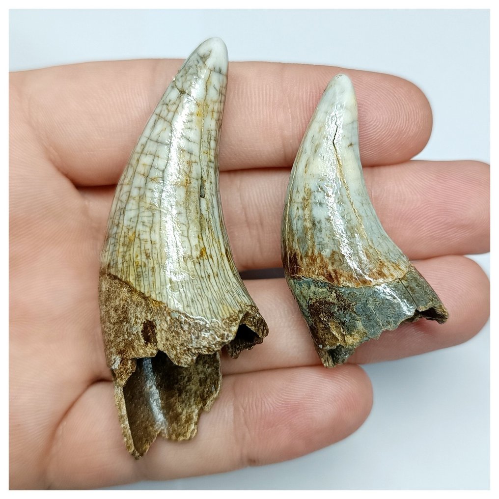 Conjunto de 2 dientes de colmillo canino de oso cavernario de la Edad ...