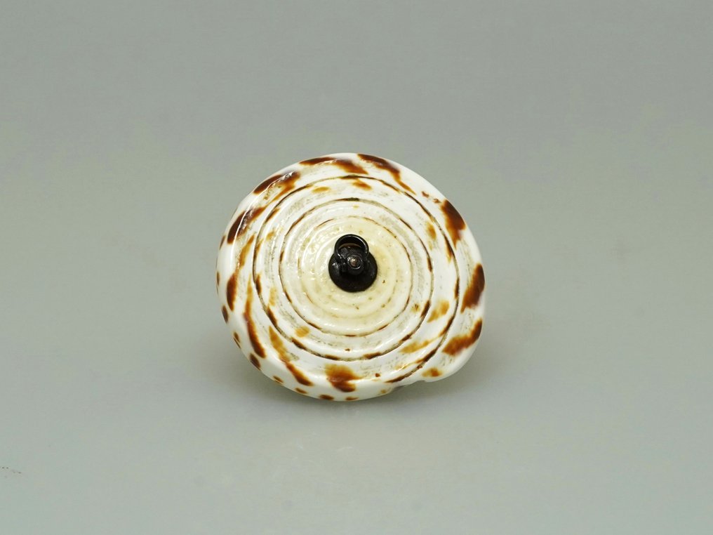 Rare and attractive Netsuke made from a natural shell - Schelp - Japan ...