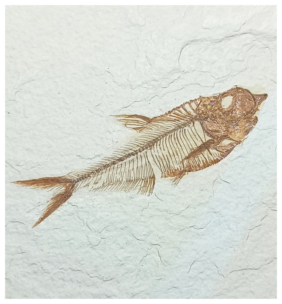 Nicely Preserved Diplomystus dentatus Fossil Fish Green River Fm WY ...