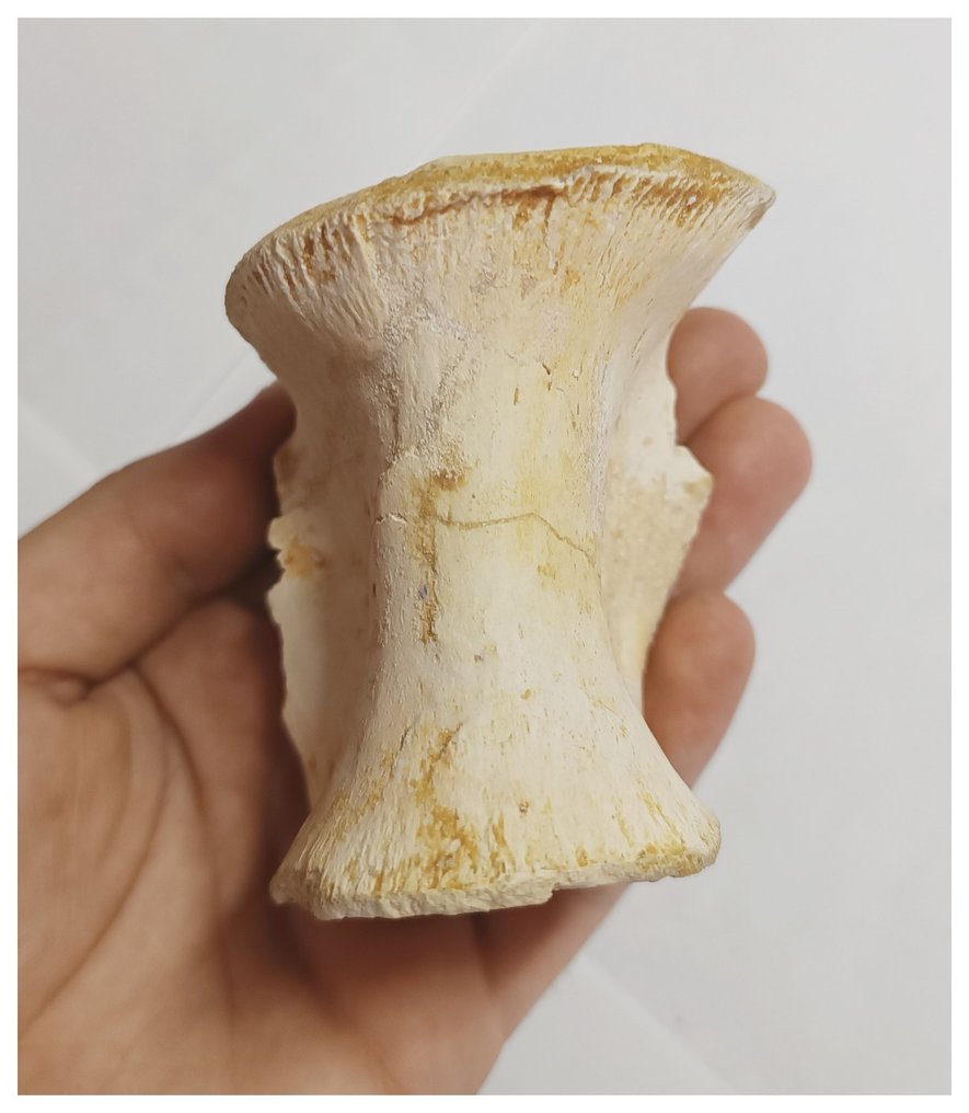 Nice Juvenile Spinosaurus Dinosaur Vertebra Centrum Bone - Cretaceous ...