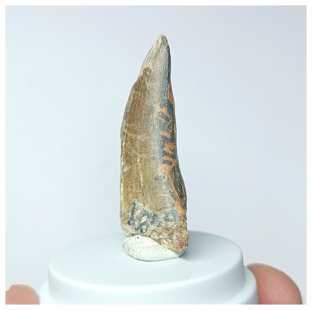 Kryptops palaios Abelisaurid Theropod Dinosaur Tooth Cretaceous Elrhaz ...