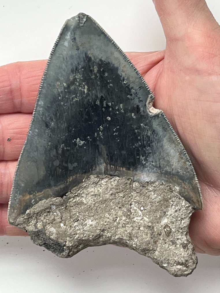 Enorme Megalodon Tand 11 4 Cm Fossiele Tand Carcharocles Megalodon