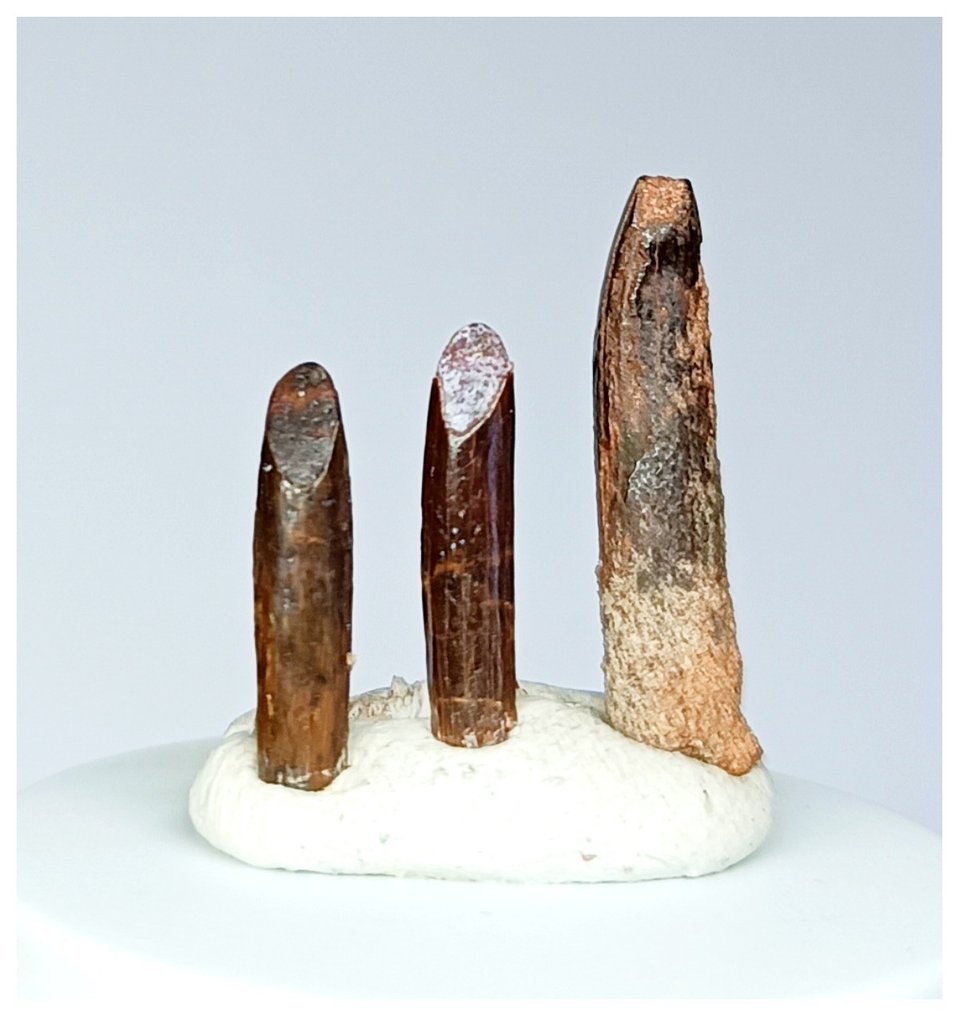 Set Of 3 Nicely Preserved Rebbachisaurus Garasbae Diplodocoid Sauropod