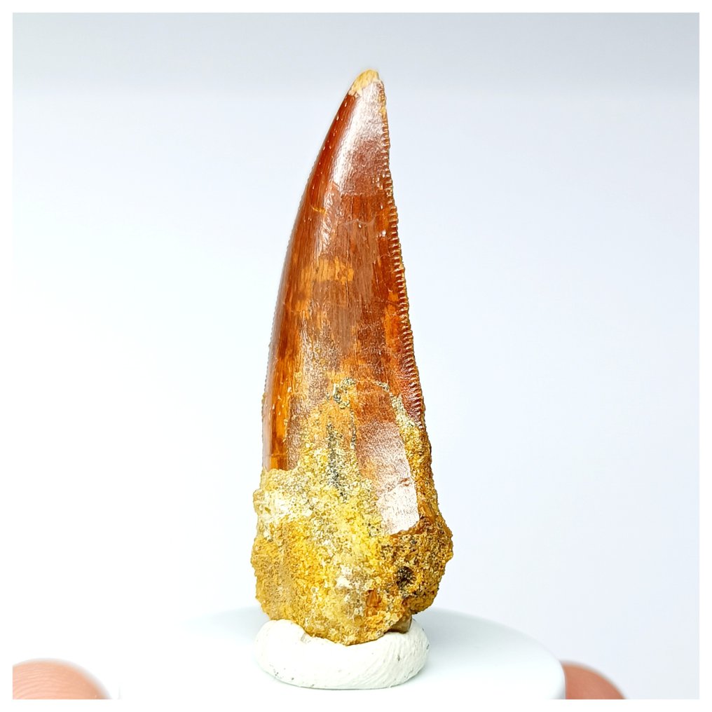 Dinosaur - Fossil tooth - Finest Grade Sharp Carcharodontosaurus ...
