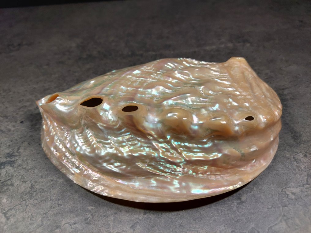 sea snail shells Rare collectible shells in perfect condition ...