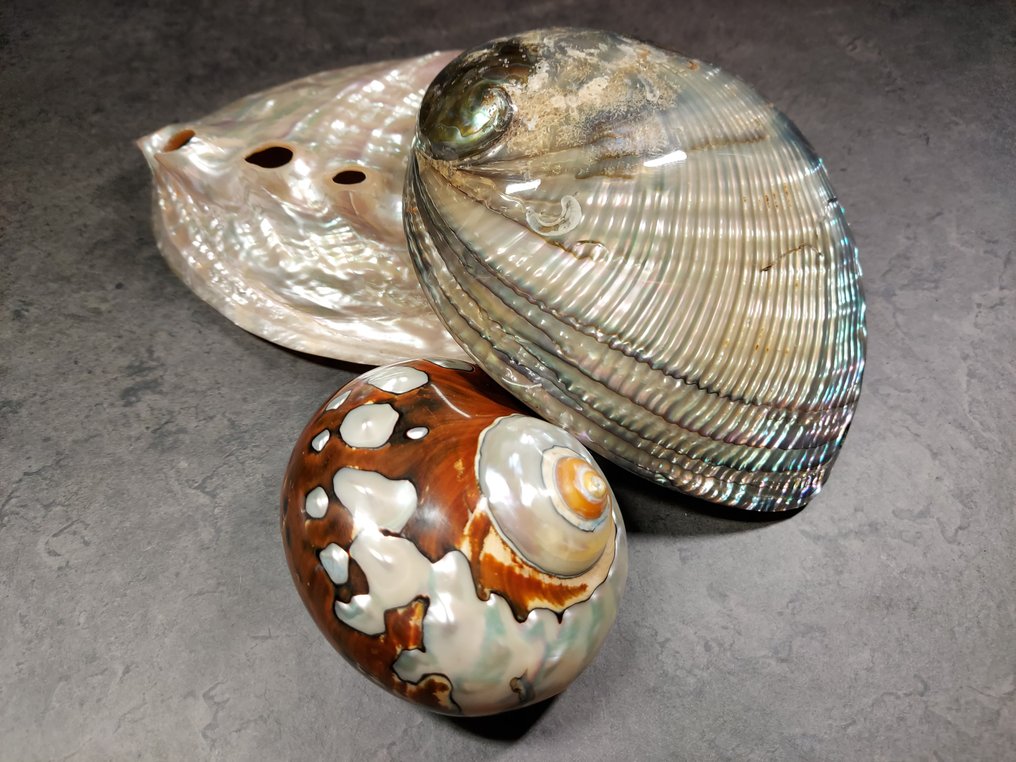 sea snail shells Rare collectible shells in perfect condition ...