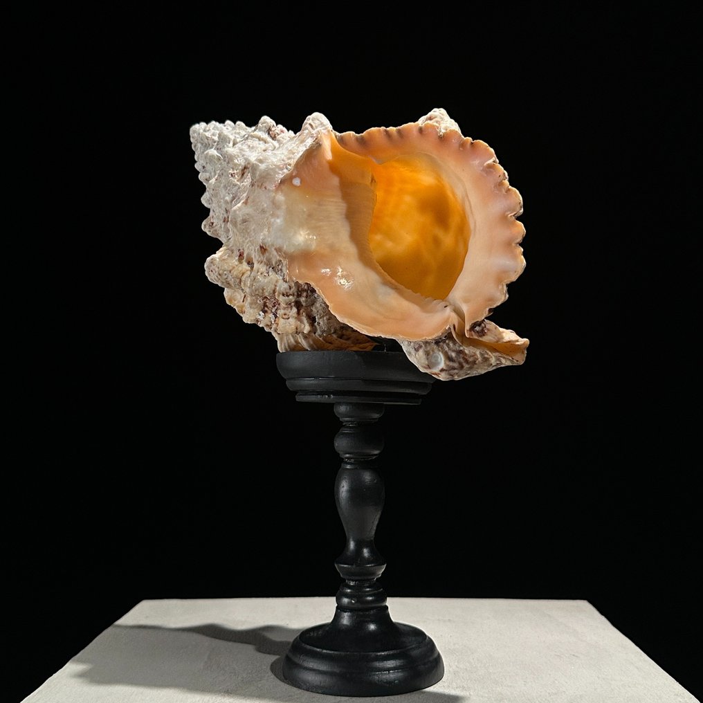 NO RESERVE PRICE - Intricately Conch Shell on a custom stand Sea shell ...