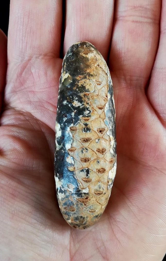 Fossil Plant With Exceptional Preservation Reproductive Structure