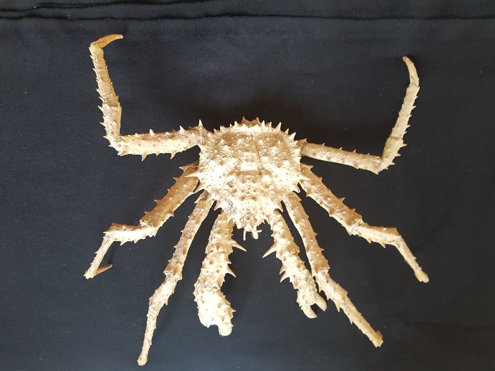 Cangrejo Preparación taxidérmica de cuerpo completo - Lithodes maja ...