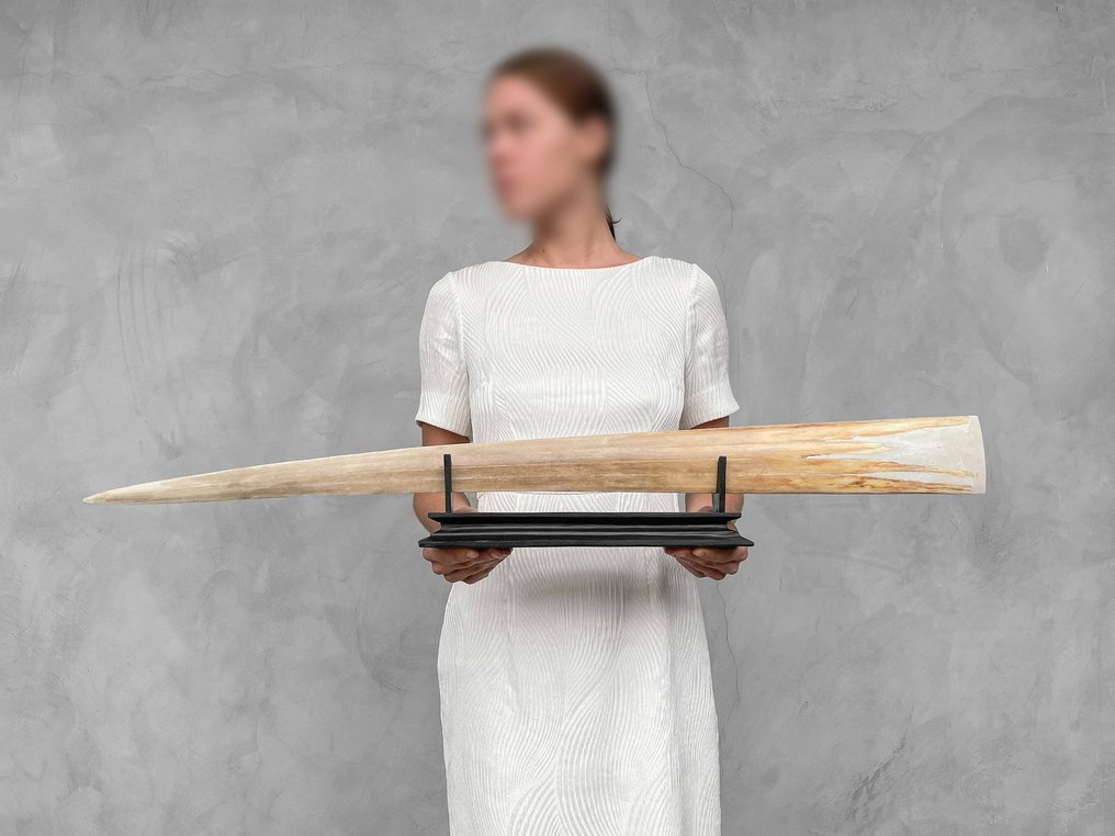 NO RESERVE PRICE - Finely carved large patinated swordfish rostrum with ...