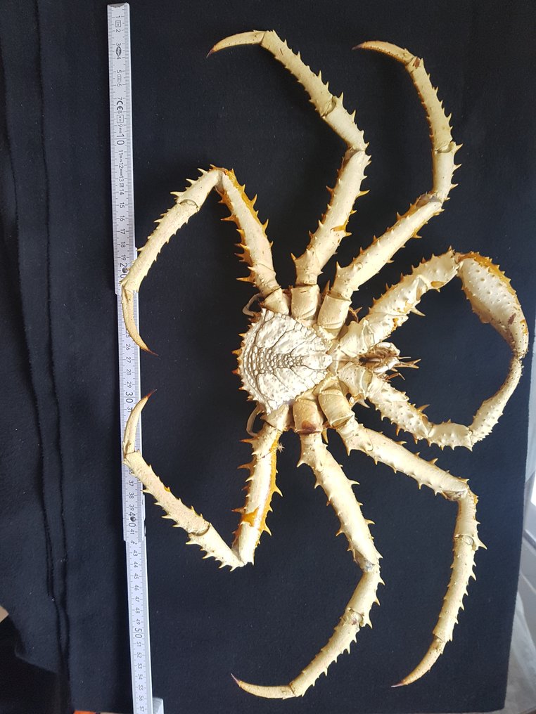 Krab Taxidermie volledige montage - Lithodes maja - 70 mm - 500 mm ...