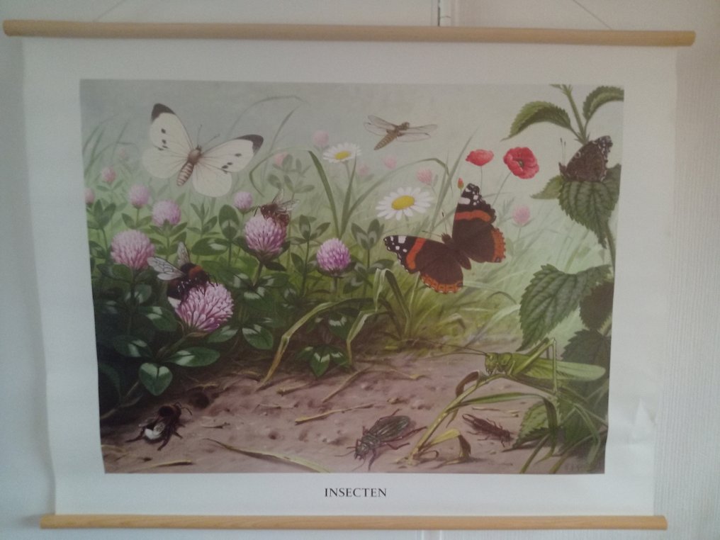 M.A Koekkoek. - Mapa de escuela - Schoolplaat Insecten. - lienzo - Catawiki