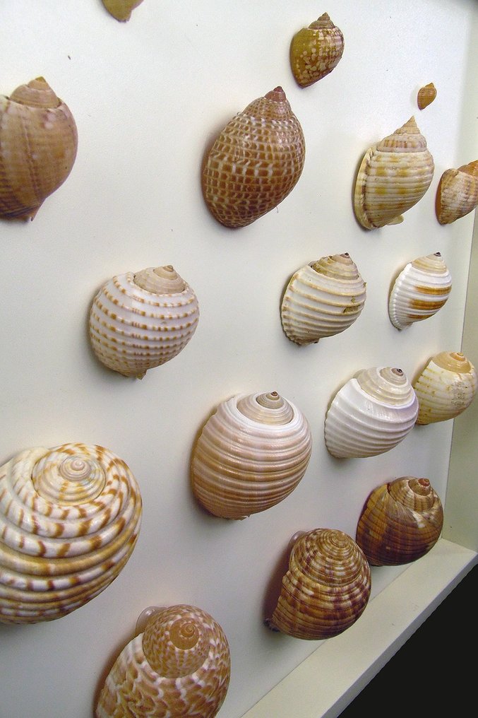 Escargots casque mural / Escargots bonnet ┼ Support mural pour ...