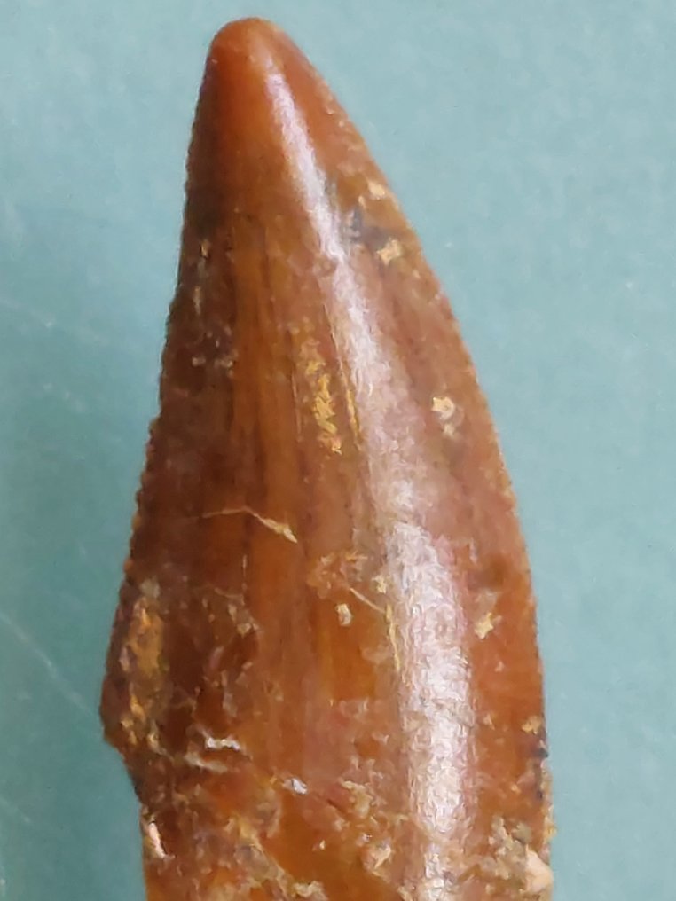 Dinosaur - Fossil tooth - Abelisauridae - 2 cm - 1 cm - Catawiki