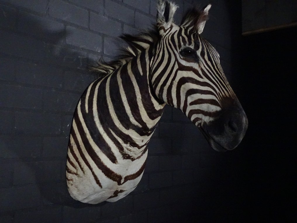 Fine Plains Zebra Head Mount Taxidermy wall mount - Equus quagga - 40 ...