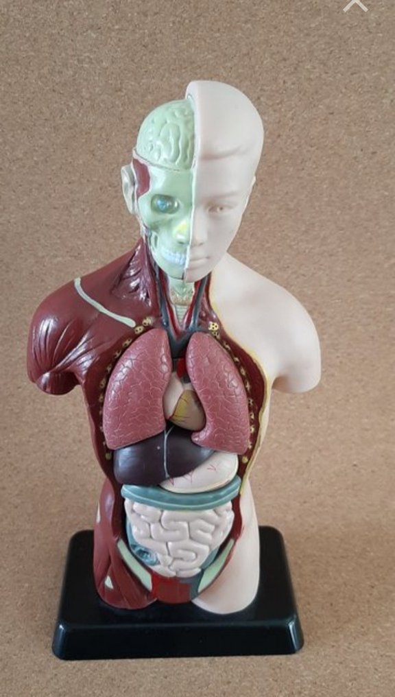 Anatomical model - Plastic - 1990-2000 - Catawiki