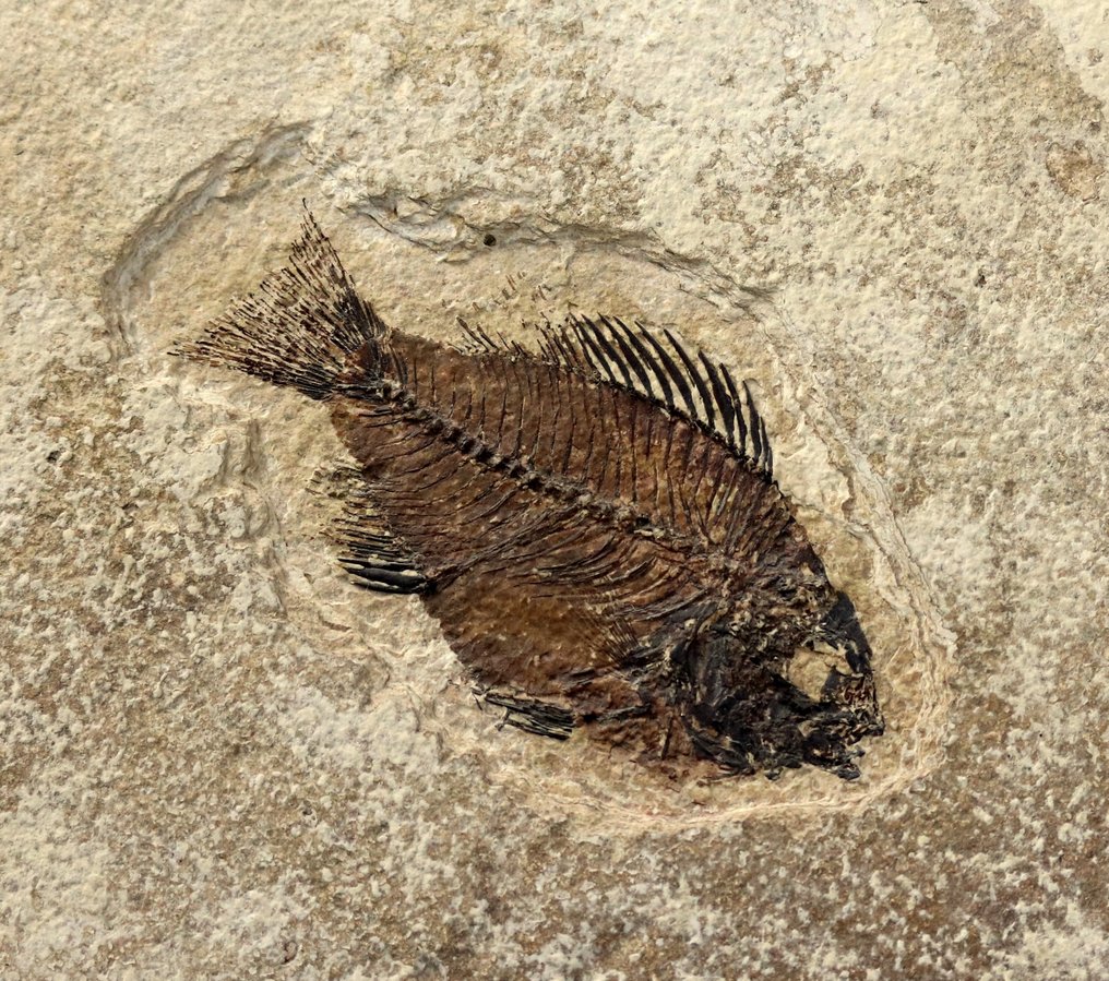 Fine fossil fish - Well centered on natural matrix - Fossilised animal ...