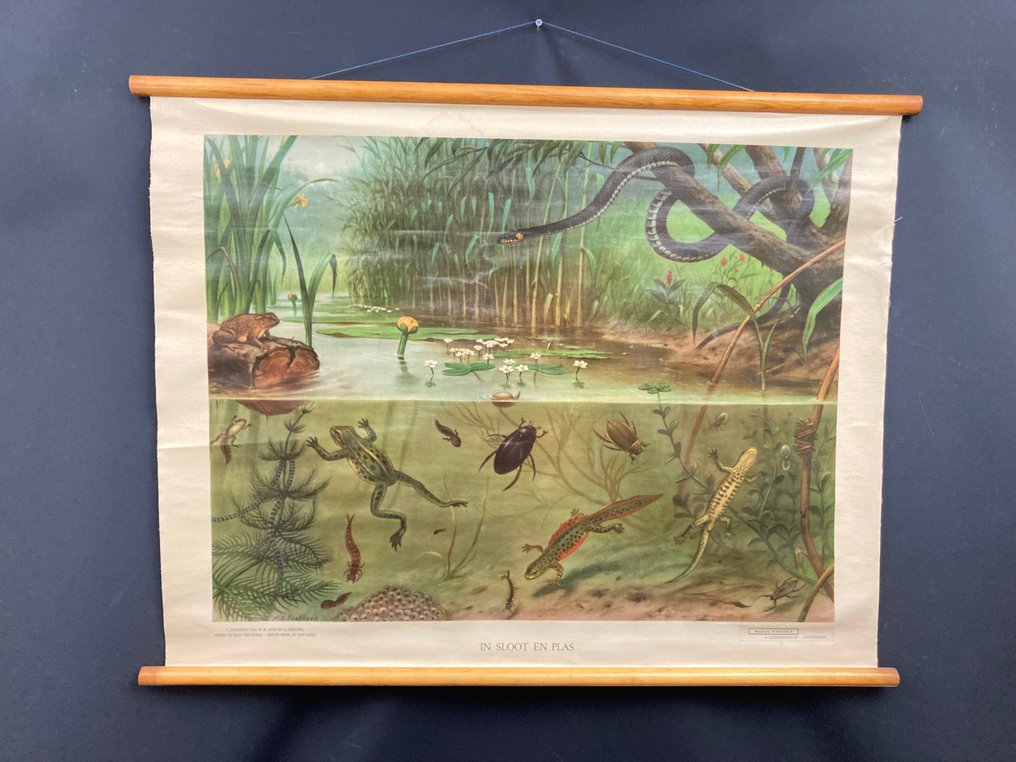 M.A. Koekkoek - Schoolplaat “In Sloot en Plas” - Catawiki