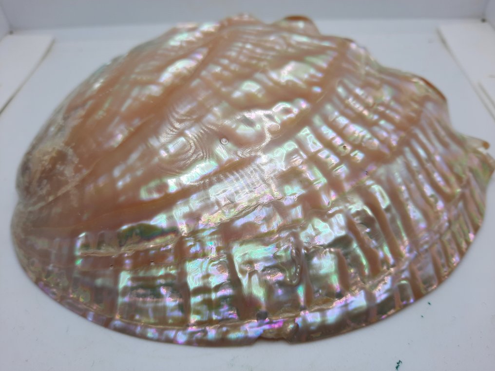 Mother of Pearl - Very Beautiful Iridescent Shell - Haliotis Discus- 81 ...
