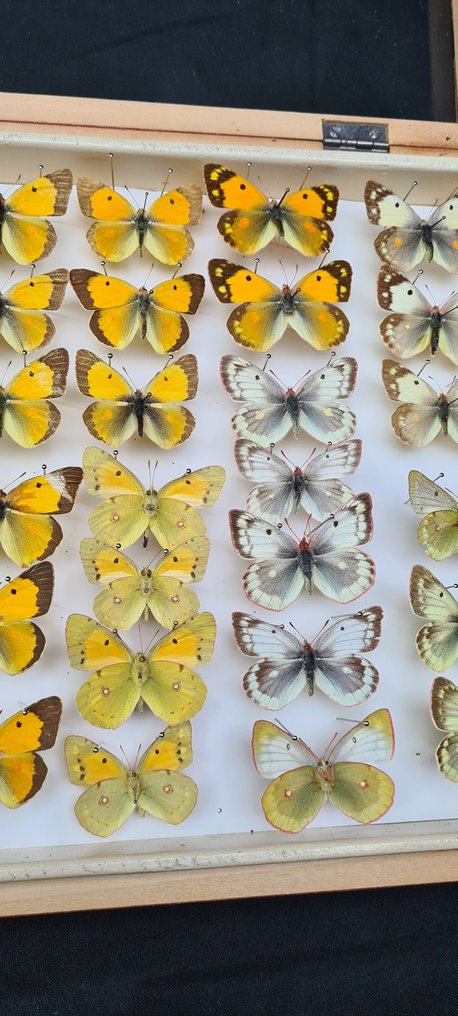 Antique French Butterfly collection - Prior to the French Environmental ...