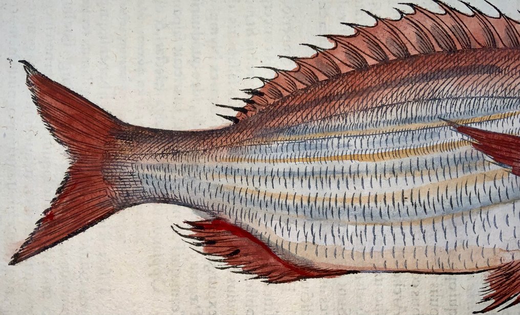 Conrad Gesner (1516-1565) - Ichthyology: Salema Porgy, Dremfish, fish ...
