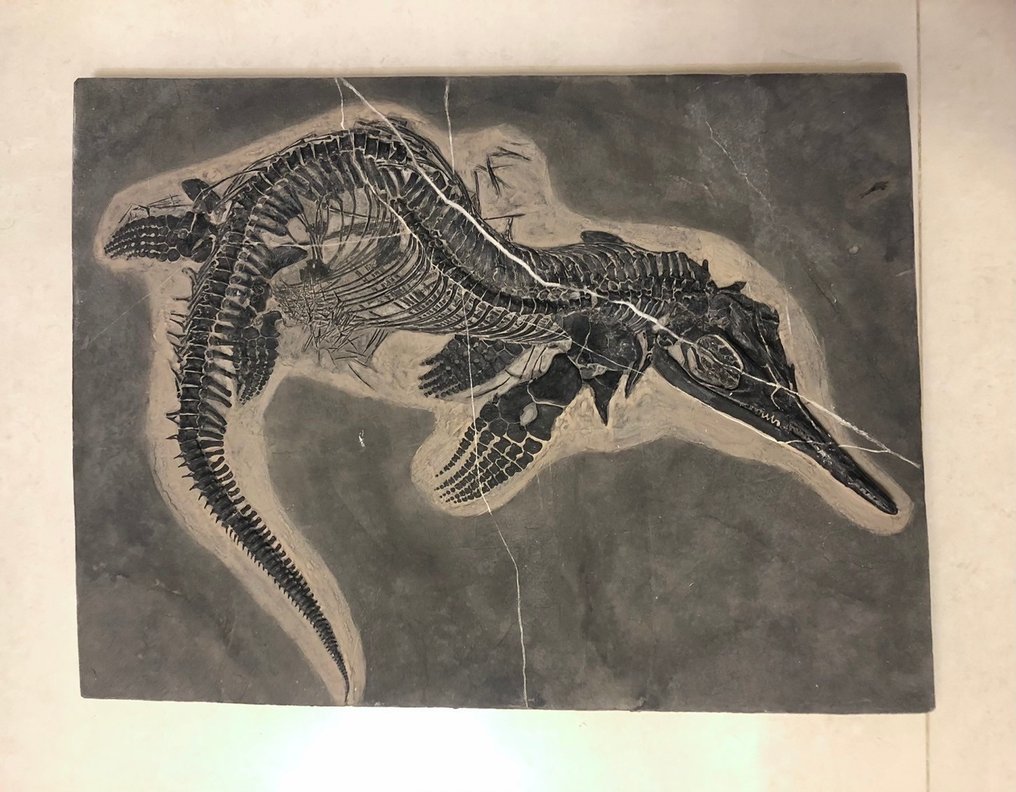 Fossil - Fossil-Matrix - Mixosaurus - 63 cm - 47.5 cm - Catawiki