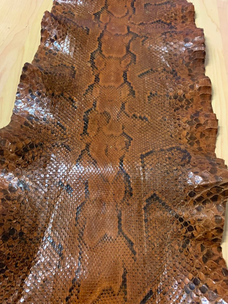 Reticulated Python Skin Taxidermy full body mount - Malayopython ...