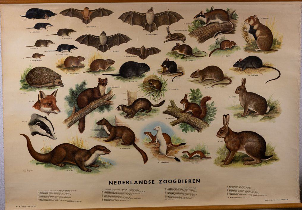 Thieme & Cie – Zutphen 1950/60 Slyper - Schoolkaart - Mooie oude ...