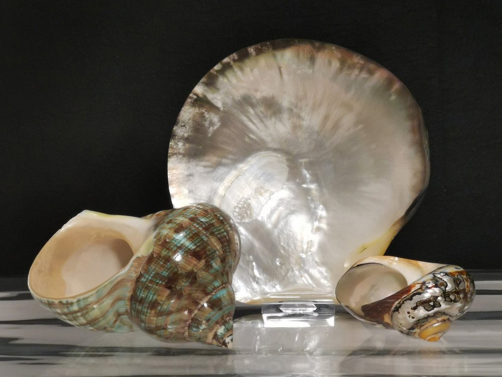 Decorative Polished Shells Set Sea shell - Turbo imperialis, Turbo ...