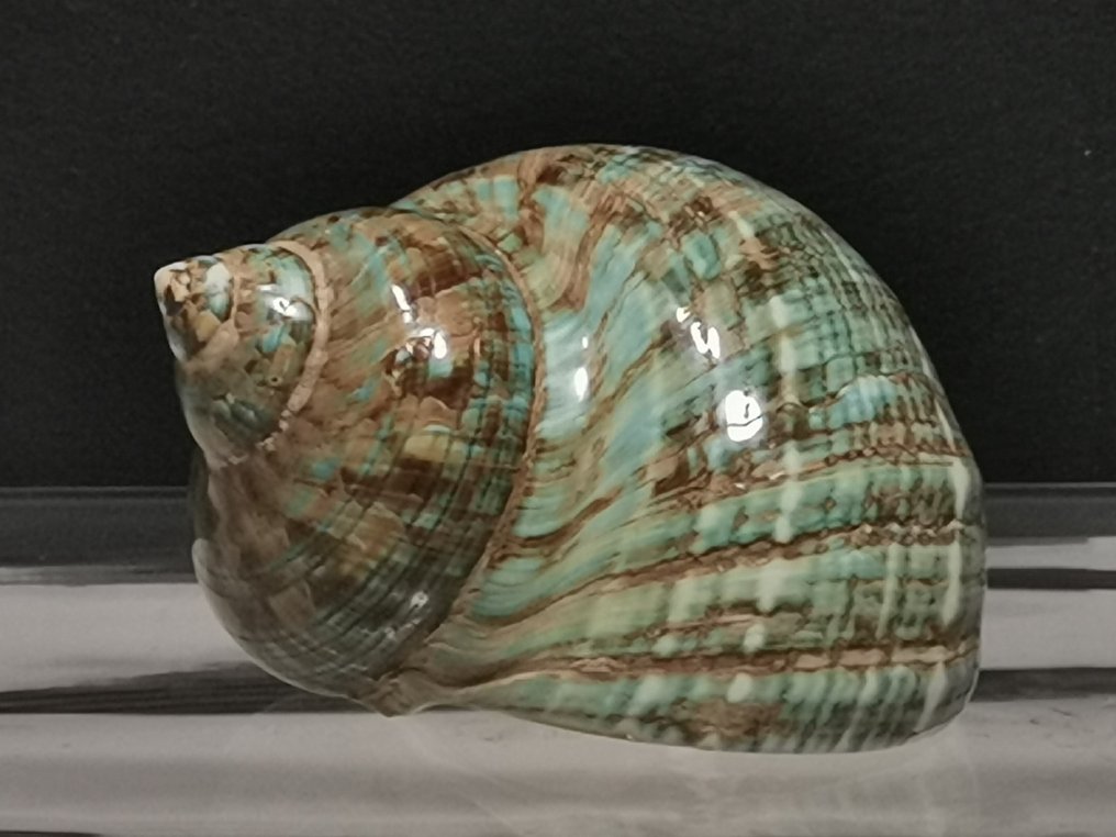 Decorative Polished Shells Set Sea shell - Turbo imperialis, Turbo ...