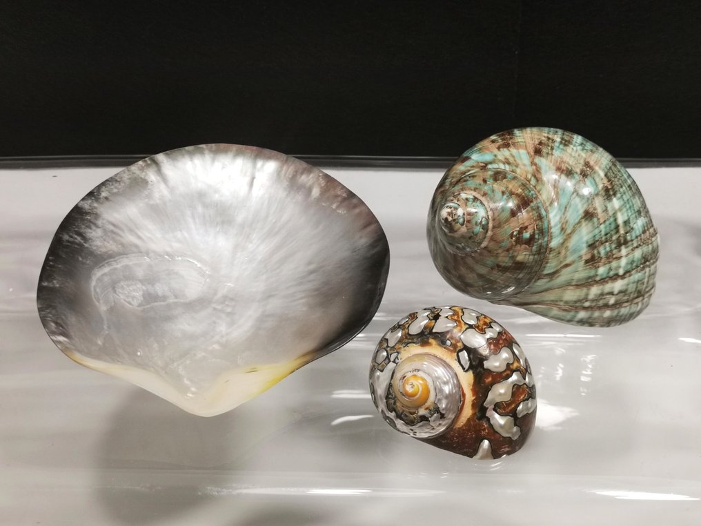 Decorative Polished Shells Set Sea shell - Turbo imperialis, Turbo ...