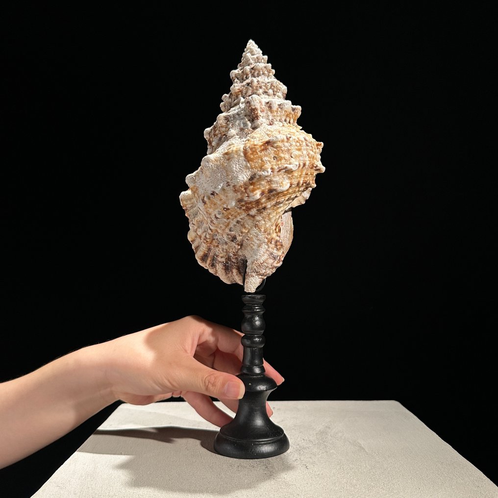 NO RESERVE PRICE - Intricately Conch Shell on Custom Stand - Sea shell ...