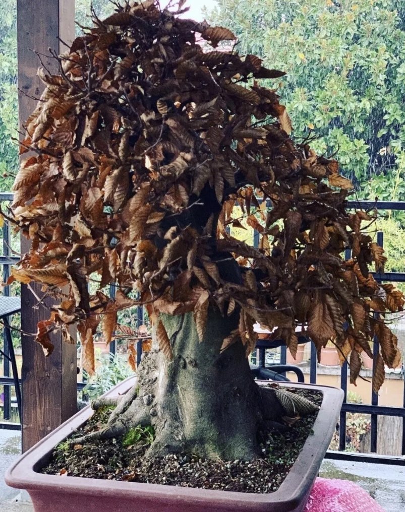 White Hornbeam Bonsai. Carpinus Betulus. Bonsai Master - Height (Tree ...