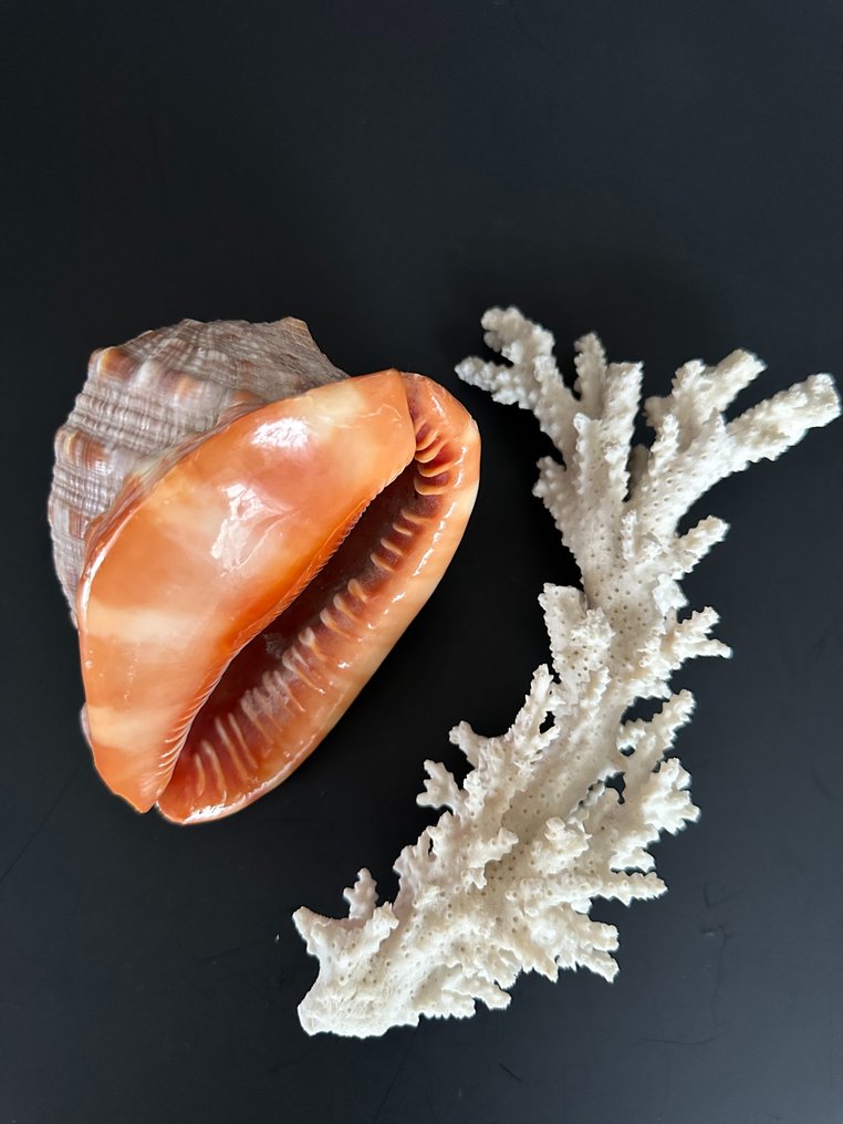 Concha y Coral - Concha fosilizada - SHELL Sea Shell and Corallium ...