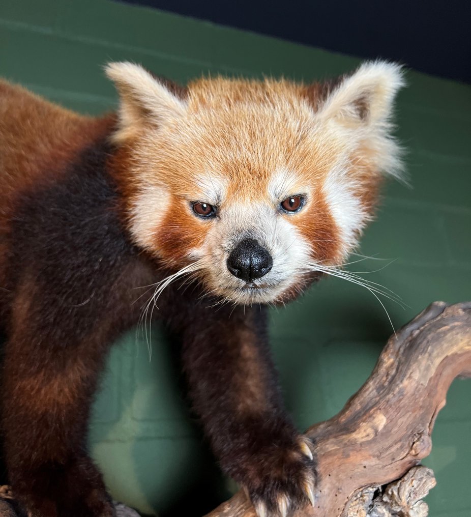 Panda - support complet du corps - Red Panda - Ailurus fulgens (with full Article 10, Commercial ...