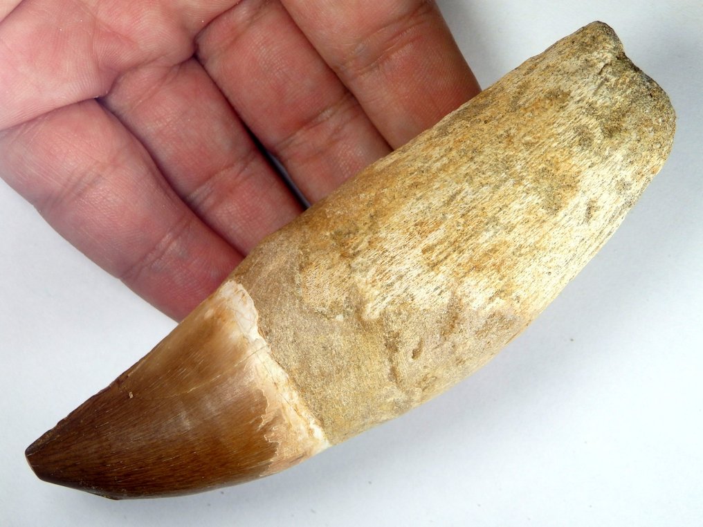Mosasaur tooth - BIG - Complet pterygoid tooth with root - - Catawiki