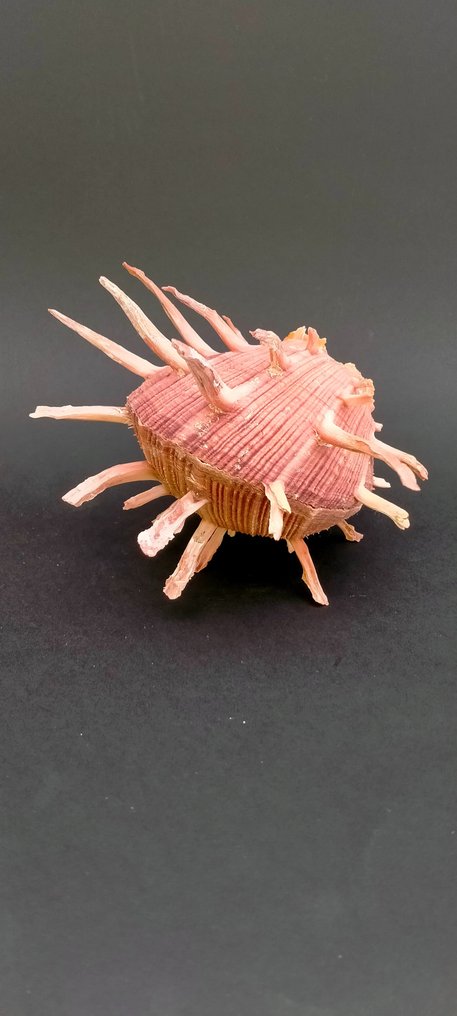 Superb Spondylus Regius shell - SPONDYLUS REGIUS - - Catawiki