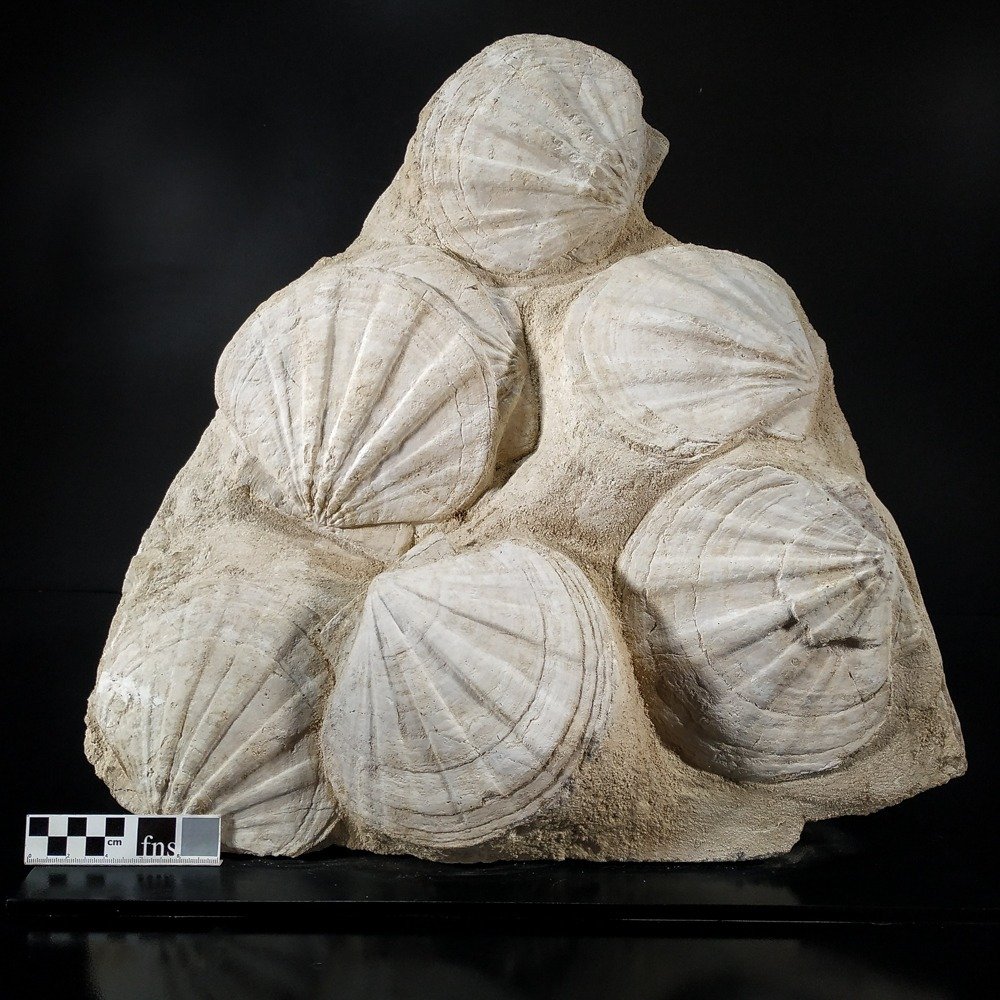 Amazing Pectens - On original matrix - Clamys latissima - - Catawiki