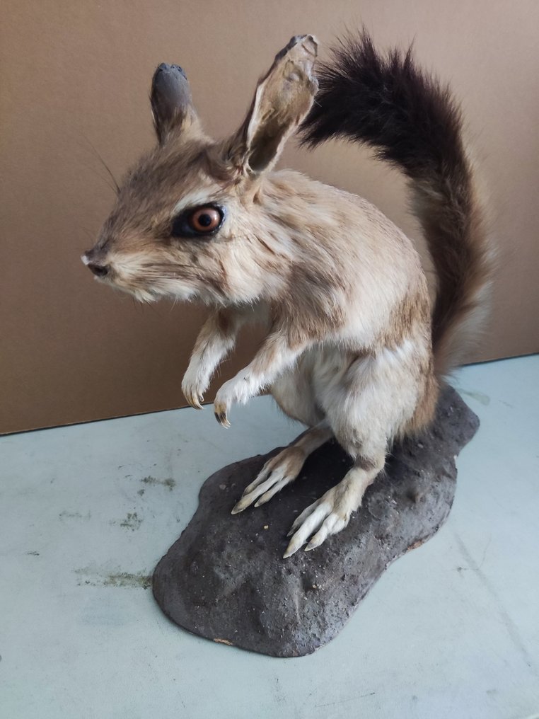 South African Springhare - Pedetes capensis - 40×20×50 cm - - Catawiki