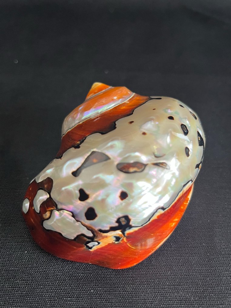 South African Turban Shell - Turbo sarmaticus - 8×7×4.5 cm - Catawiki