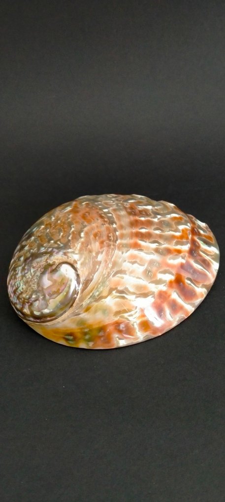 Pink Abalone Sea-snail shell - Haliotis corrugata lucida - - Catawiki