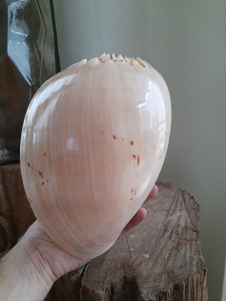 Extra Large Bailer Shell - Melo broderipii - 22×12×15 cm - - Catawiki