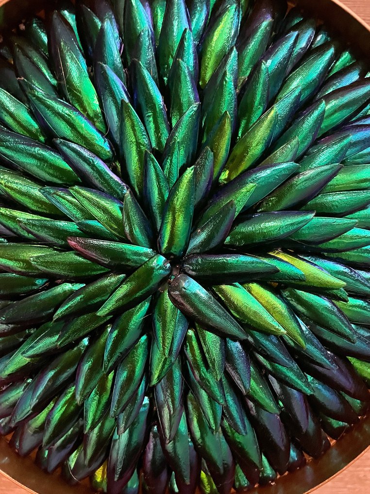 Striking Elytra Beetle Wing cases set on brass colored metal pedestal ...