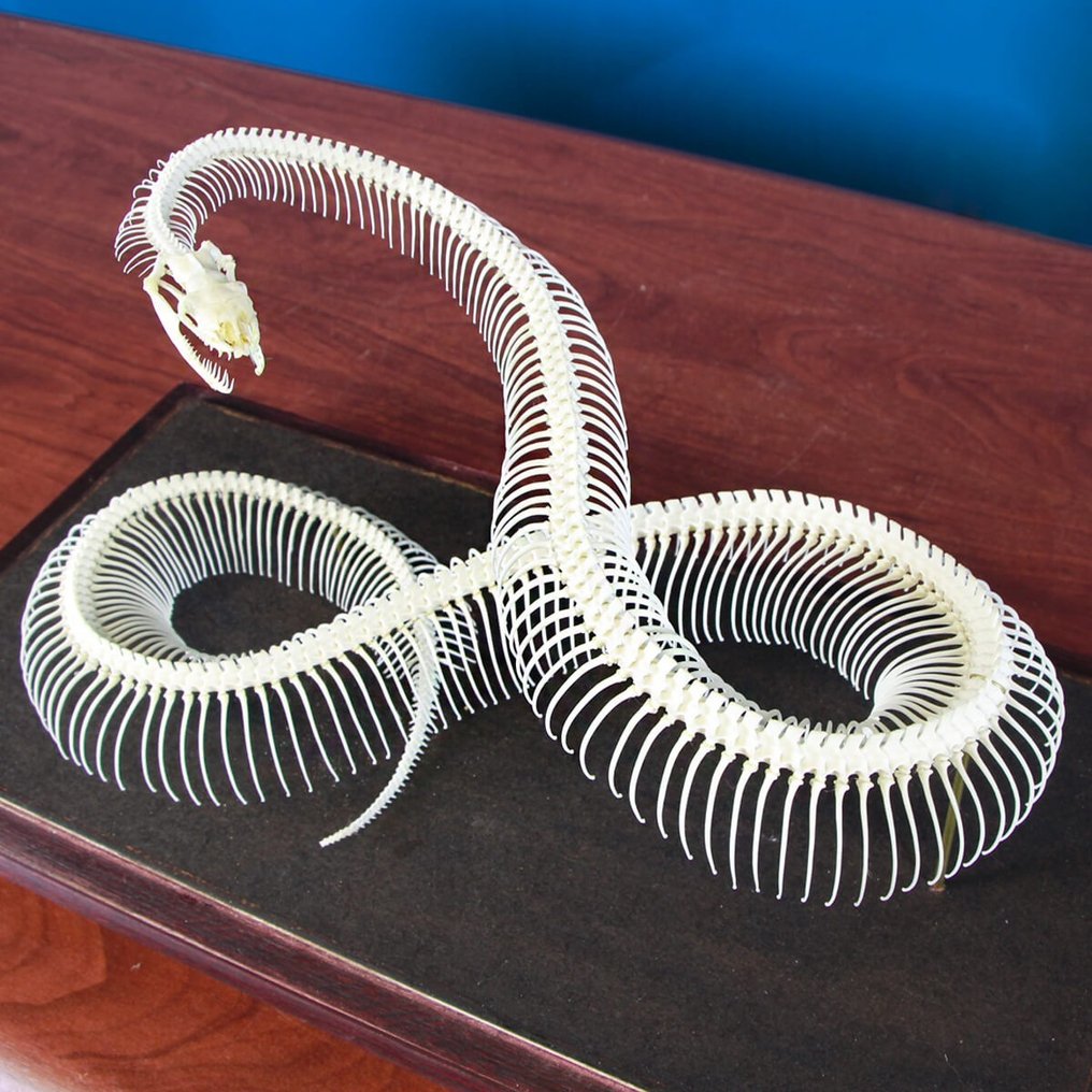 Wunderkammer articulated skeleton in glazed display case - Royal Python ...