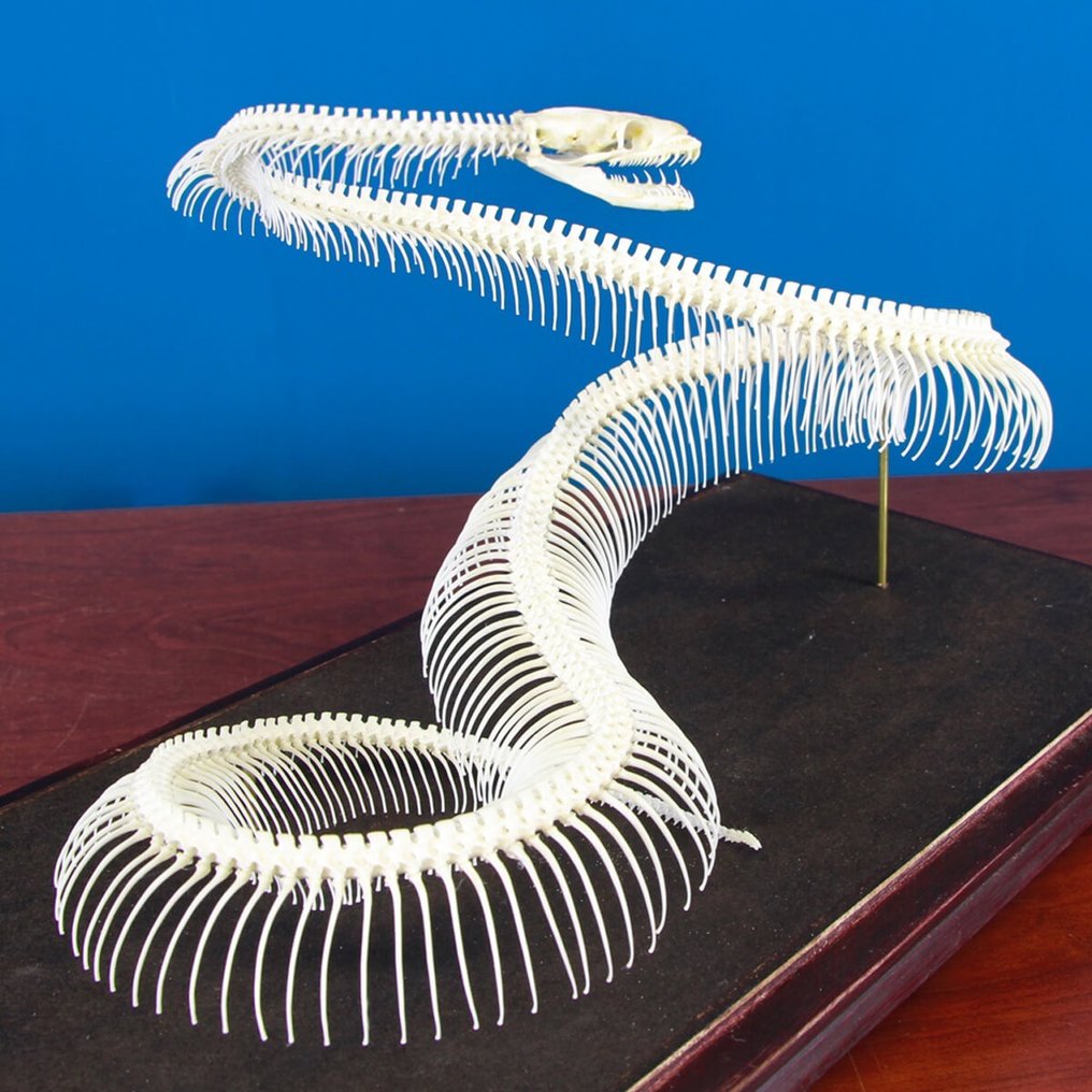 Wunderkammer articulated skeleton in glazed display case - Royal Python ...