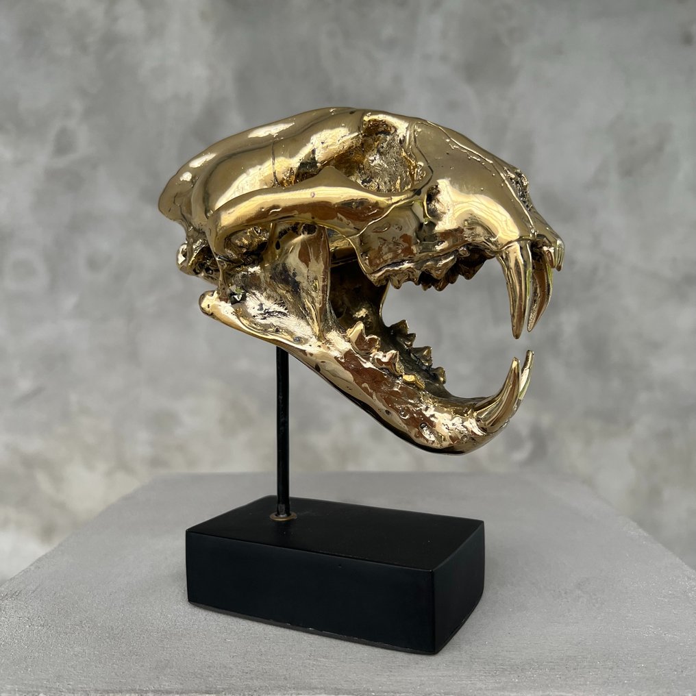 Sculpture, NO RESERVE PRICE - Polished Bronze Snow Leopard Skull on ...